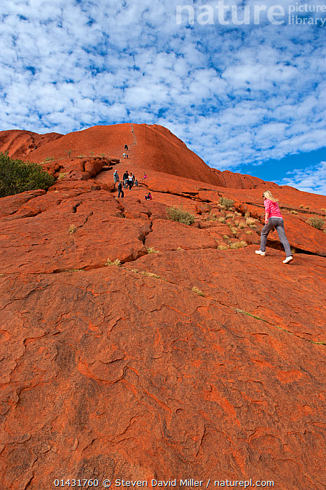 Stock photo of Tourists walking up Uluru / Ayers rock, Uluru Kata Tjuta ...