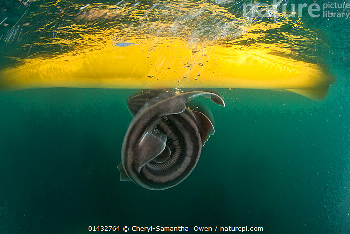 Stock photo of Pyjama shark (Poroderma africanum) curling into itself ...