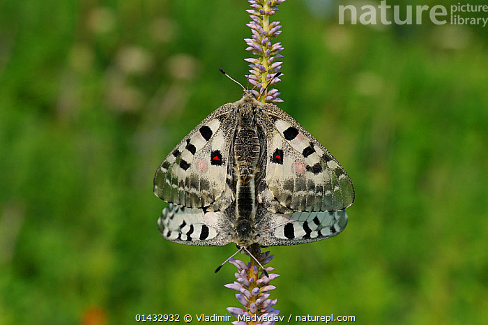 Stock photo of Parnassian Nomion (Parnassius nomion) butterflies mating ...