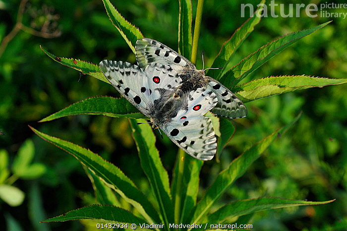 Stock photo of Parnassian Nomion (Parnassius nomion) butterflies mating ...