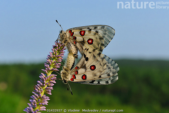 Stock photo of Parnassian Nomion (Parnassius nomion) butterflies mating ...