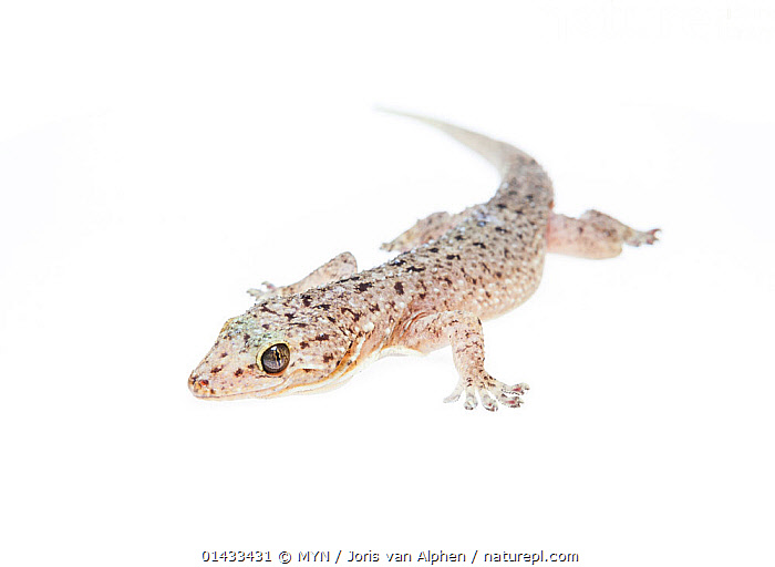 Stock photo of Spotted house gecko (Gekko monarchus) Kota Kinabalu ...