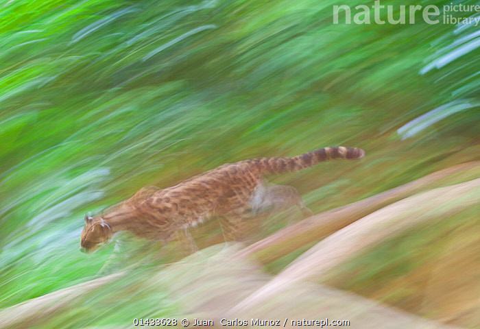 Stock photo of Ocelot (Leopardus pardalis) running along a branch ...