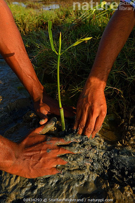 Stock photo of Mangrove planting team from CRINEO planting Mangrove ...
