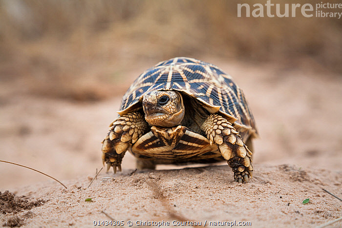 Stock photo of Geometric Tortoise (Psammobates geometricus) Central ...