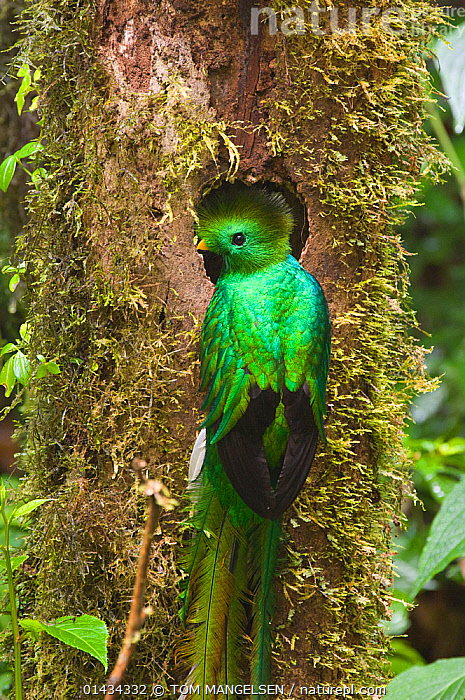 Stock photo of Male Resplendent quetzal (Pharomachrus mocinno) perched ...