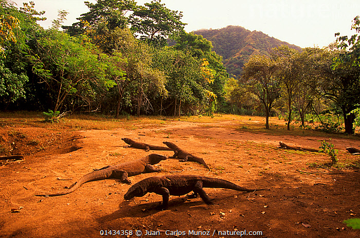 Stock photo of Komodo dragons (Varanus komodoensis) in forest clearing ...