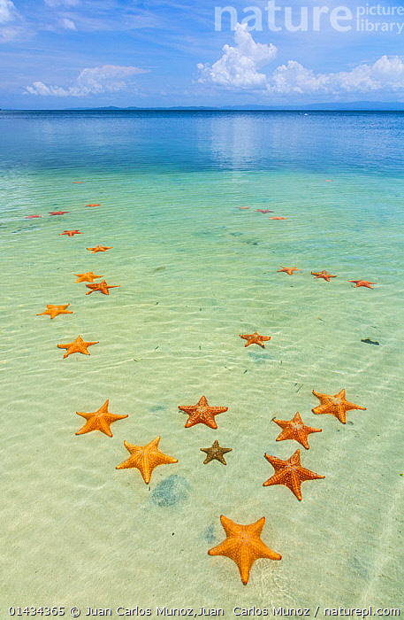 Stock photo of Starfish Beach, with many starfish in the shallow sea ...