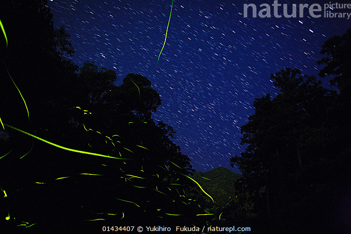 Stock photo of Japanese fireflies (Luciola cruciata) in flight at night ...