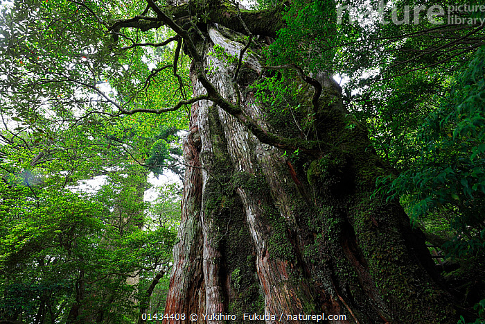 Stock photo of Ancient tree, Yakushima Island, UNESCO World Heritage ...