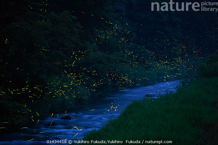 Stock photo of Japanese fireflies (Luciola cruciata) in flight at night ...