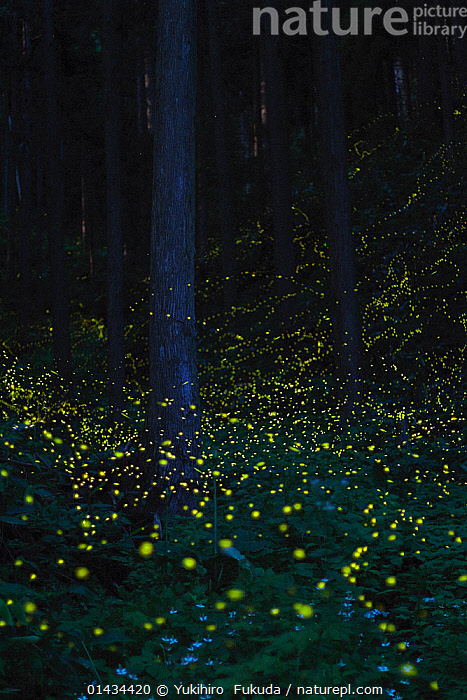 Stock photo of Japanese fireflies (Luciola cruciata) in flight at night ...