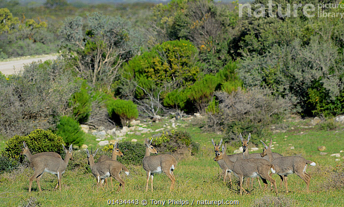Stock photo of Grey Rhebok (Pelea capreolus) family group in limestone ...
