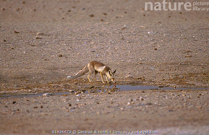 Stock photo of Turkmenian Red Fox (Vulpes vulpes flavescens) in Semnan ...