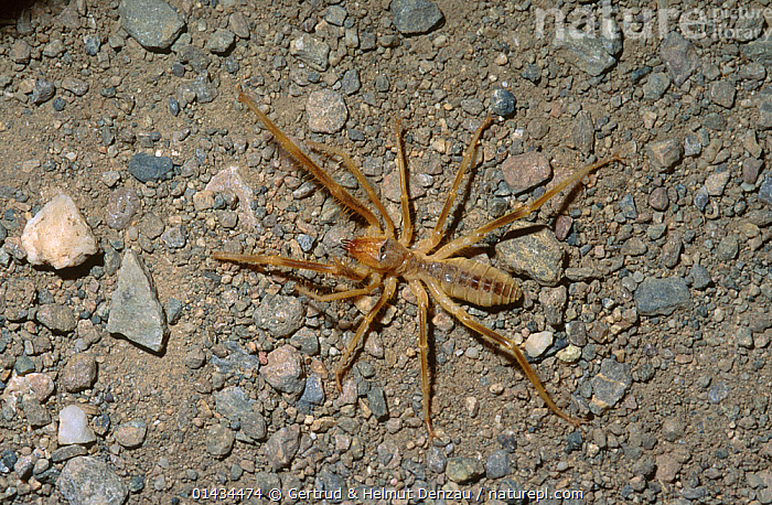 Camel Spider Size