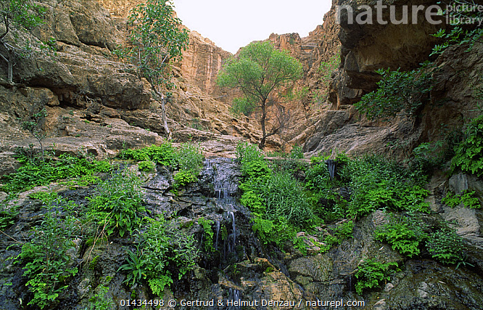 Stock photo of Landscape of gorge in Touran Protected Area, now part of ...