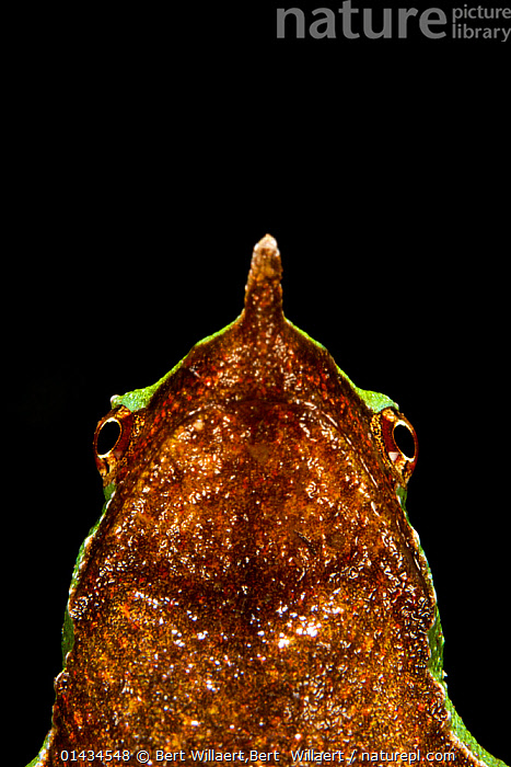 Stock photo of Portrait of a Darwin's Frog (Rhinoderma darwinii) Chile ...