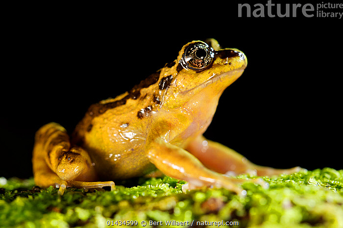 Stock photo of Spiny-chest Frog (Alsodes norae) endemic to Oncol Park ...