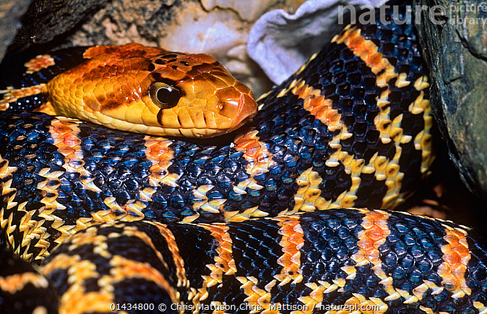 Stock photo of Cedros gopher snake (Pituophis catenifer insulanus ...