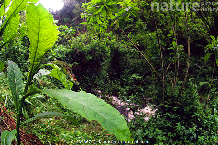 Stock photo of Ruwenzori Chameleon (Kinyongia xenorhina) in habitat, at ...