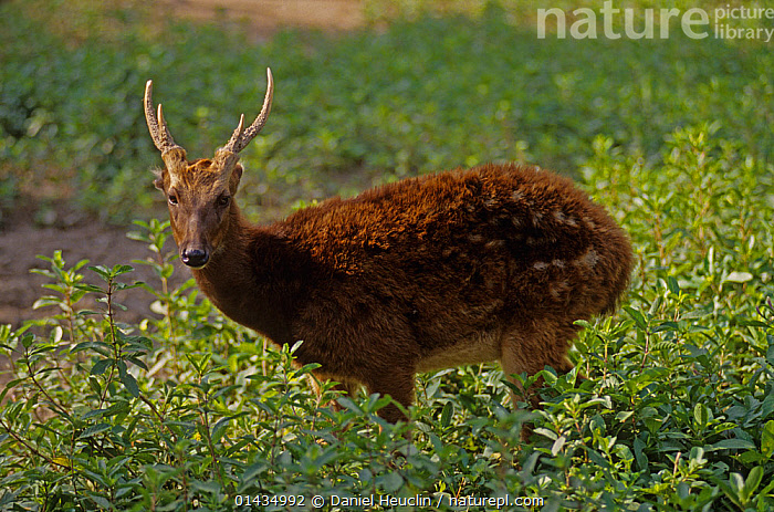 Stock photo of Visayan Spotted Deer (Rusa / Cervus alfredi) Breeding ...