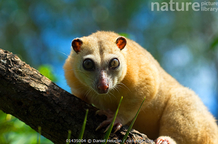 Stock photo of Common Cuscus (Phalanger orientalis) captive native to ...