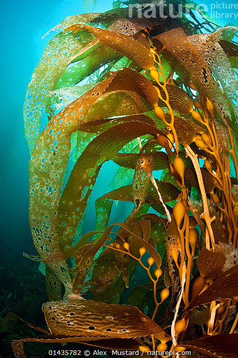 Stock photo of Gas bladders of a giant kelp plant (Macrocystis pyrifera ...