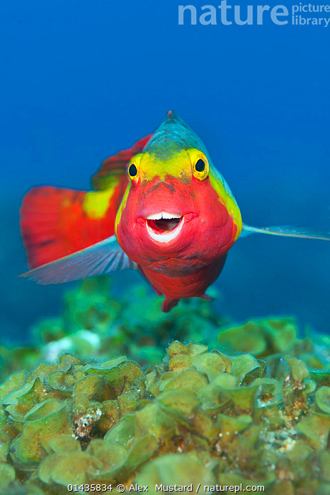 Atlantic Green Parrotfish