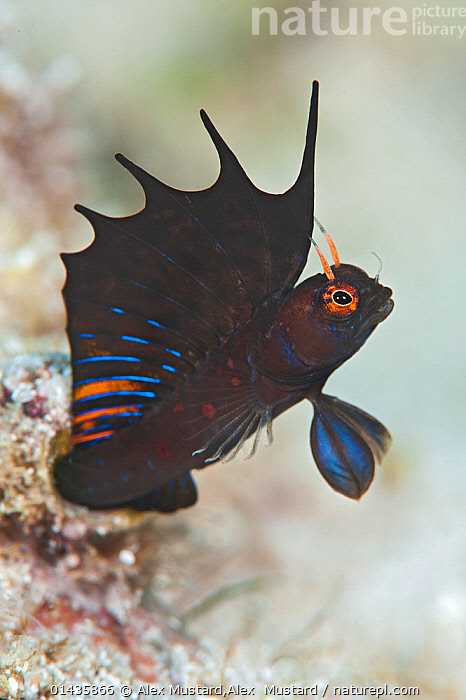 Stock photo of A signal blenny (Emblemaria hypacanthus) displays its ...