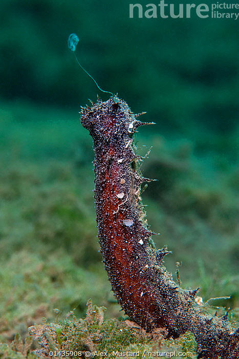 Stock photo of A male sea cucumber (Holothuria tubulosa) rears up from ...