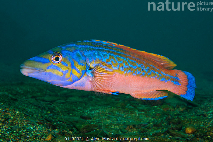 Stock photo of A portrait of a male Cuckoo wrasse (Labrus mixtus ...