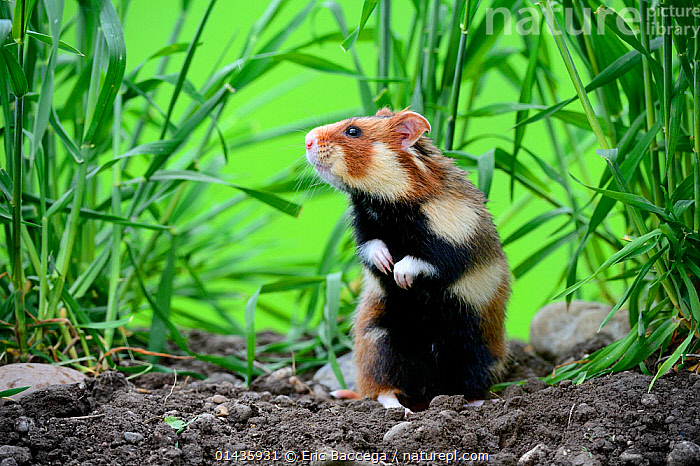 Stock photo of Common hamster (Cricetus cricetus) standing on hind legs ...