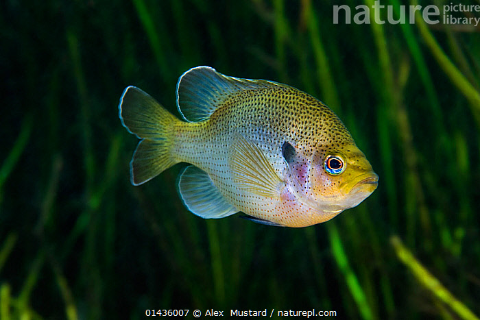 Stock photo of Spotted sunfish (Lepomis punctatus) in front of plants ...