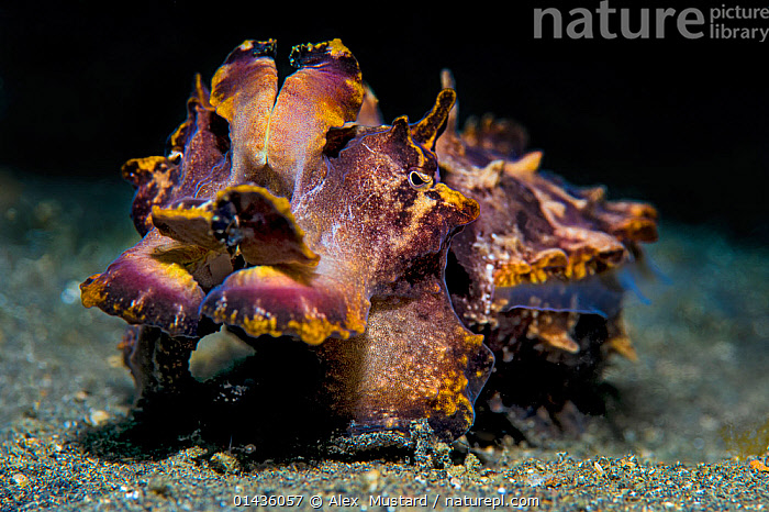 Stock photo of Portrait of a Flamboyant cuttlefish (Metasepia pfefferi ...