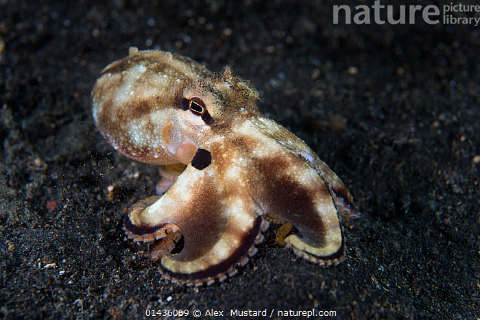 Stock photo of Poison ocellate octopus (Amphioctopus siamensis) moves ...
