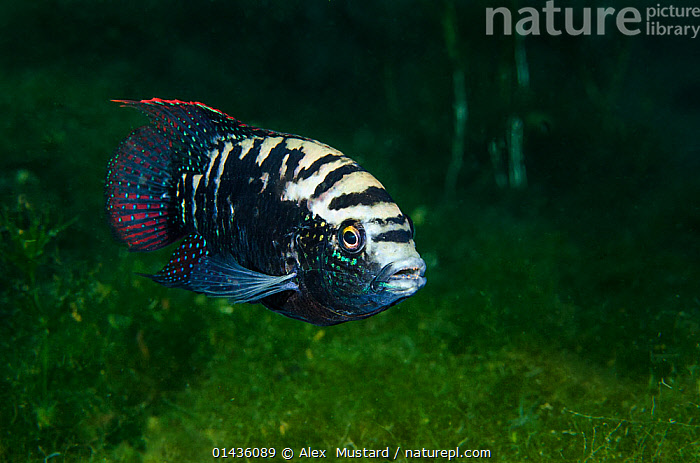 Stock photo of An adult Jack Dempsey cichlid (Rocio octofasciata) in ...
