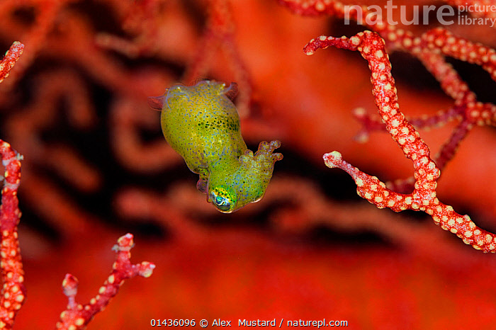Stock photo of Tiny, nocturnal, undescribed species of pygmy squid ...