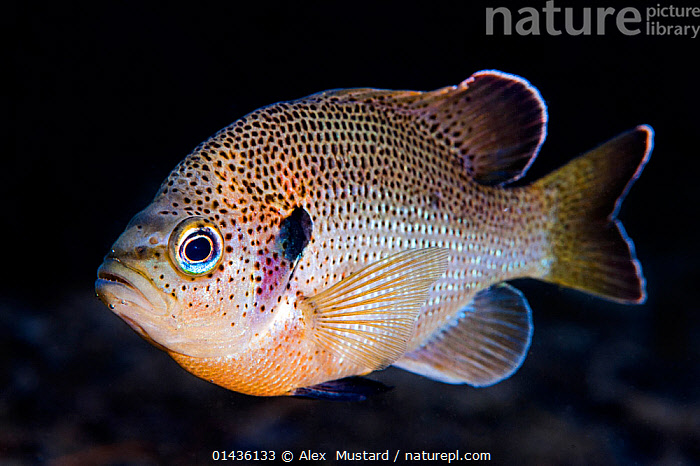 Stock photo of Portrait of a spotted sunfish (Lepomis punctatus) in a ...