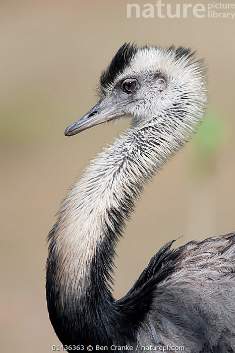 Stock photo of Common Rhea (Common Rhea americana) Mato Grosso, Brazil ...