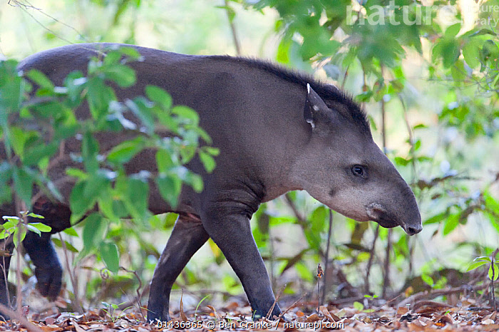 Stock photo of Brazilian Tapir (Tapir terrestris) Mato Grosso, Brazil ...