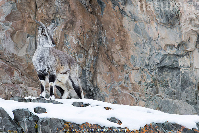 Stock photo of Himalayan Blue sheep (Pseudois nayaur) Hemas National ...