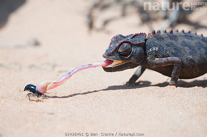 Stock photo of Desert Chameleon (Chamaeleo namaquensis) catching insect ...