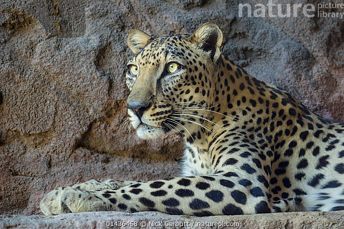 Stock photo of Male Arabian Leopard (Panthera pardus nimr) at the ...