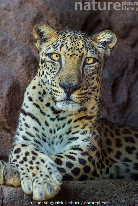 Stock photo of Male Arabian Leopard (Panthera pardus nimr) at the ...