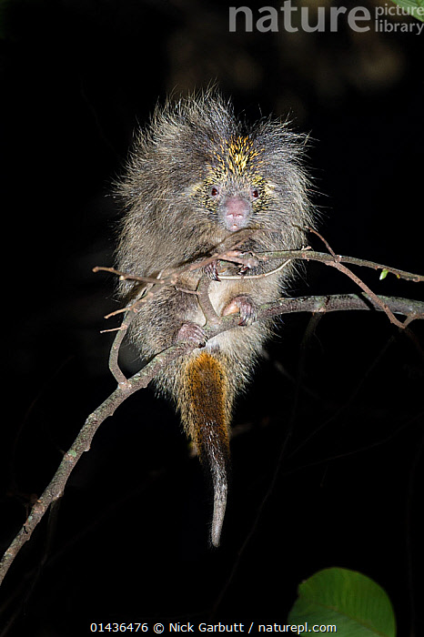Stock photo of Orange-spined Hairy Dwarf Porcupine (Sphiggurus villosus ...
