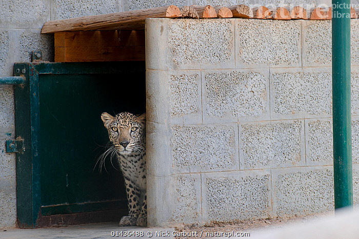 Stock photo of Male Arabian Leopard (Panthera pardus nimr) looking out ...