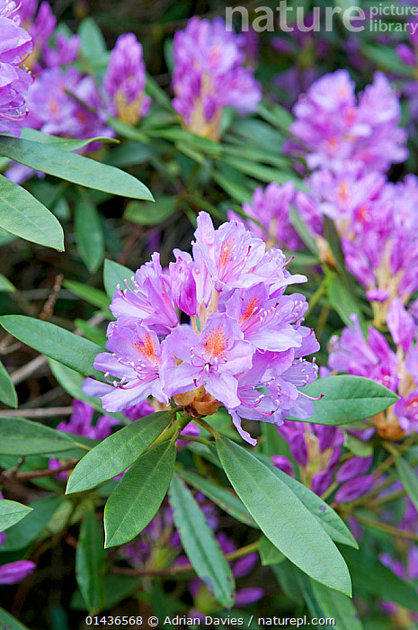 Stock photo of Rhododendron (Rhododendron x. superponticum) flowering ...