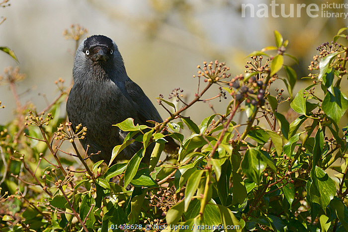 Stock photo of Head-on view of a Jackdaw (Corvus monedula) perched ...