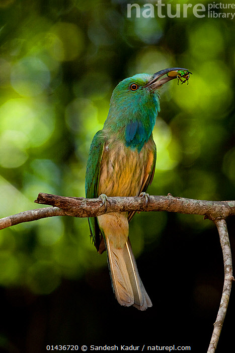 Stock photo of Blue-Bearded Bee-eater (Nyctyornis athertoni) with a ...