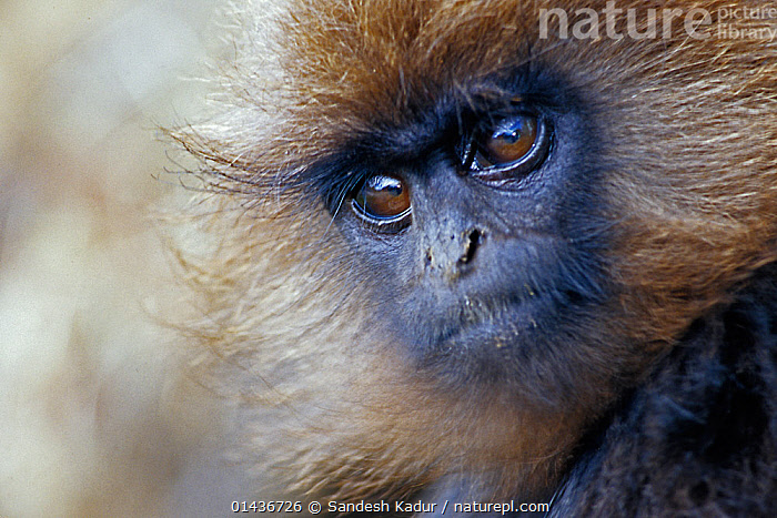 Stock photo of Nilgiri langur (Trachypithecus johnii) Nilgiri Mountains ...